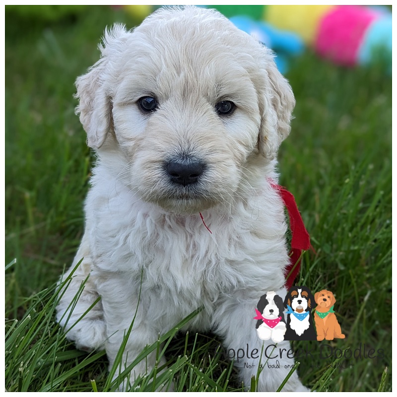 Crazy Cute F1 English Goldendoodle Puppies - Teddy Bears!